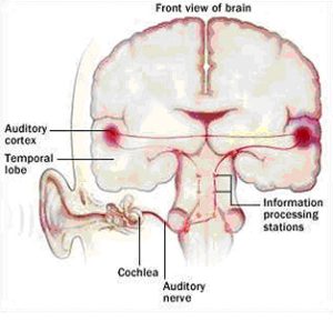 How Do We Hear? | AudioHearing Melbourne